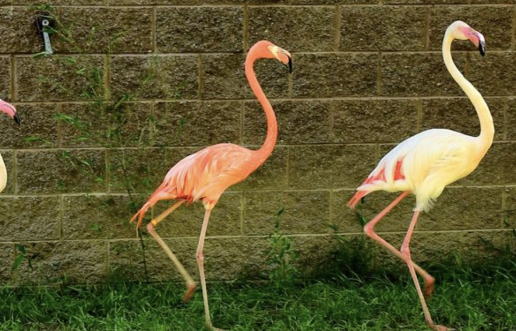 Best Zoos Aquariums Jersey City | Plan your visit | JCFamilies