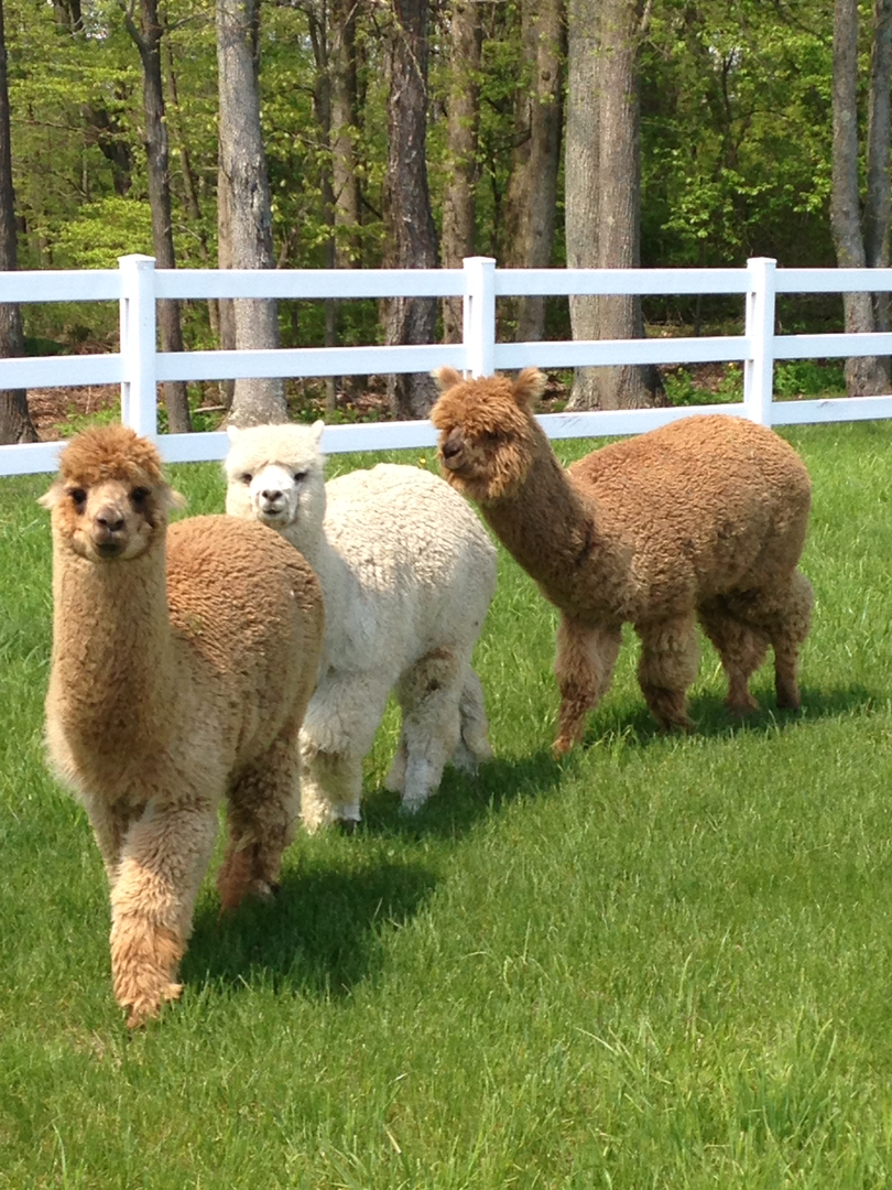 Alpaca Farms Near Jersey City Summer Activities | JCFamilies